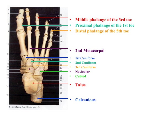 ankle_bone (1).ppt anatomy for foot drop | PPT