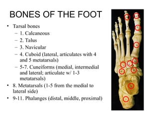 ankle_bone (1).ppt anatomy for foot drop | PPT