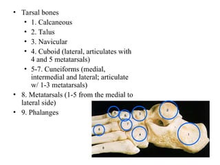 ankle_bone (1).ppt anatomy for foot drop | PPT