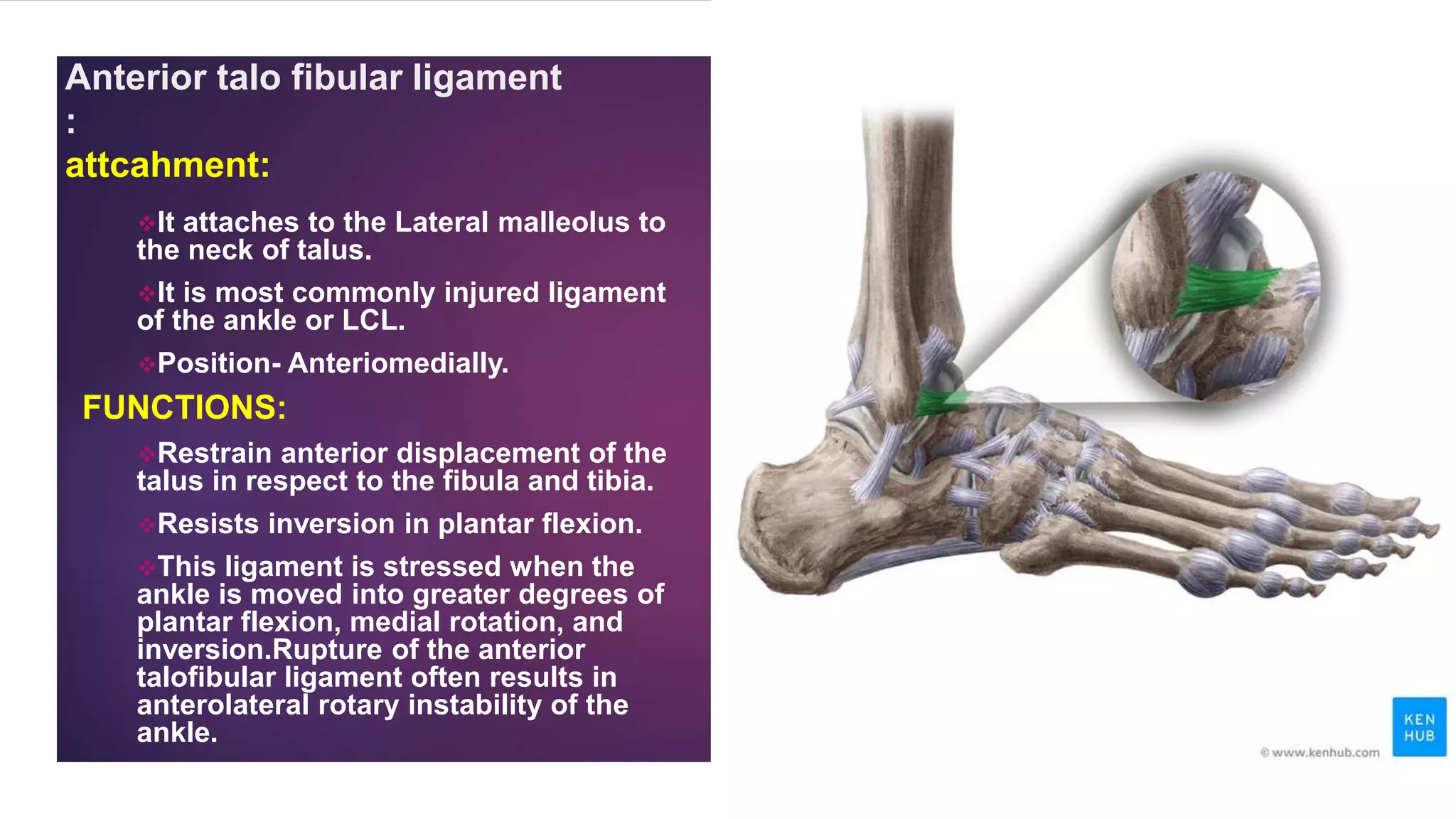 Ligaments of ankle joint (Ankle complex) | PPTX
