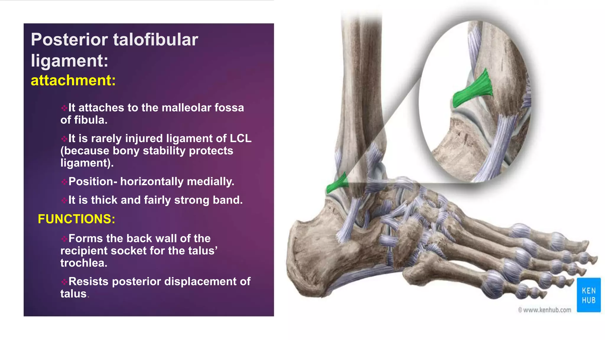 Ligaments of ankle joint (Ankle complex) | PPTX