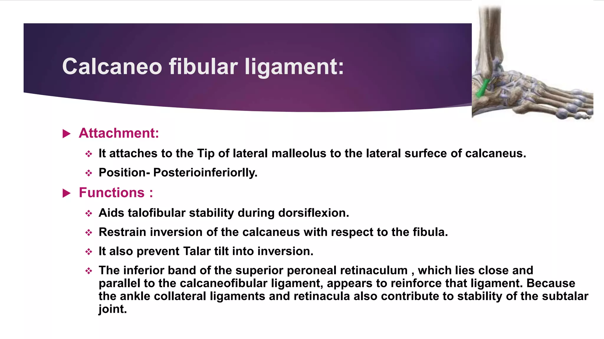 Ligaments of ankle joint (Ankle complex) | PPTX