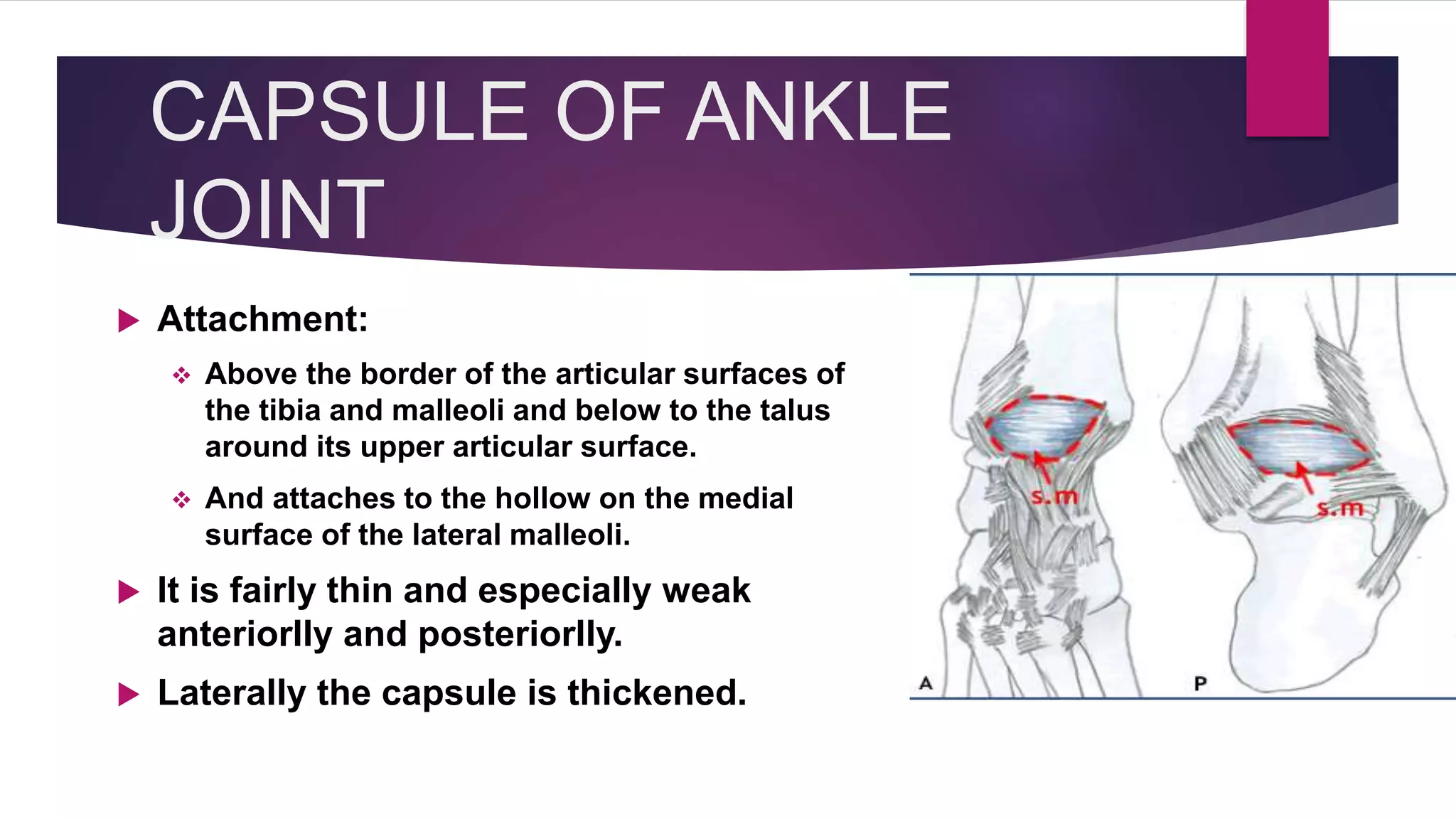 Ligaments of ankle joint (Ankle complex) | PPTX
