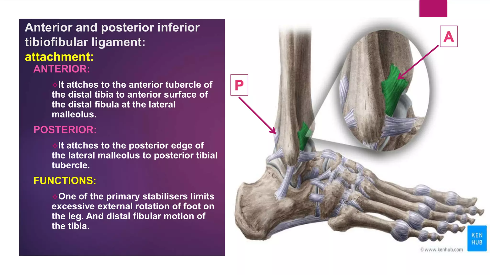 Ligaments of ankle joint (Ankle complex) | PPTX