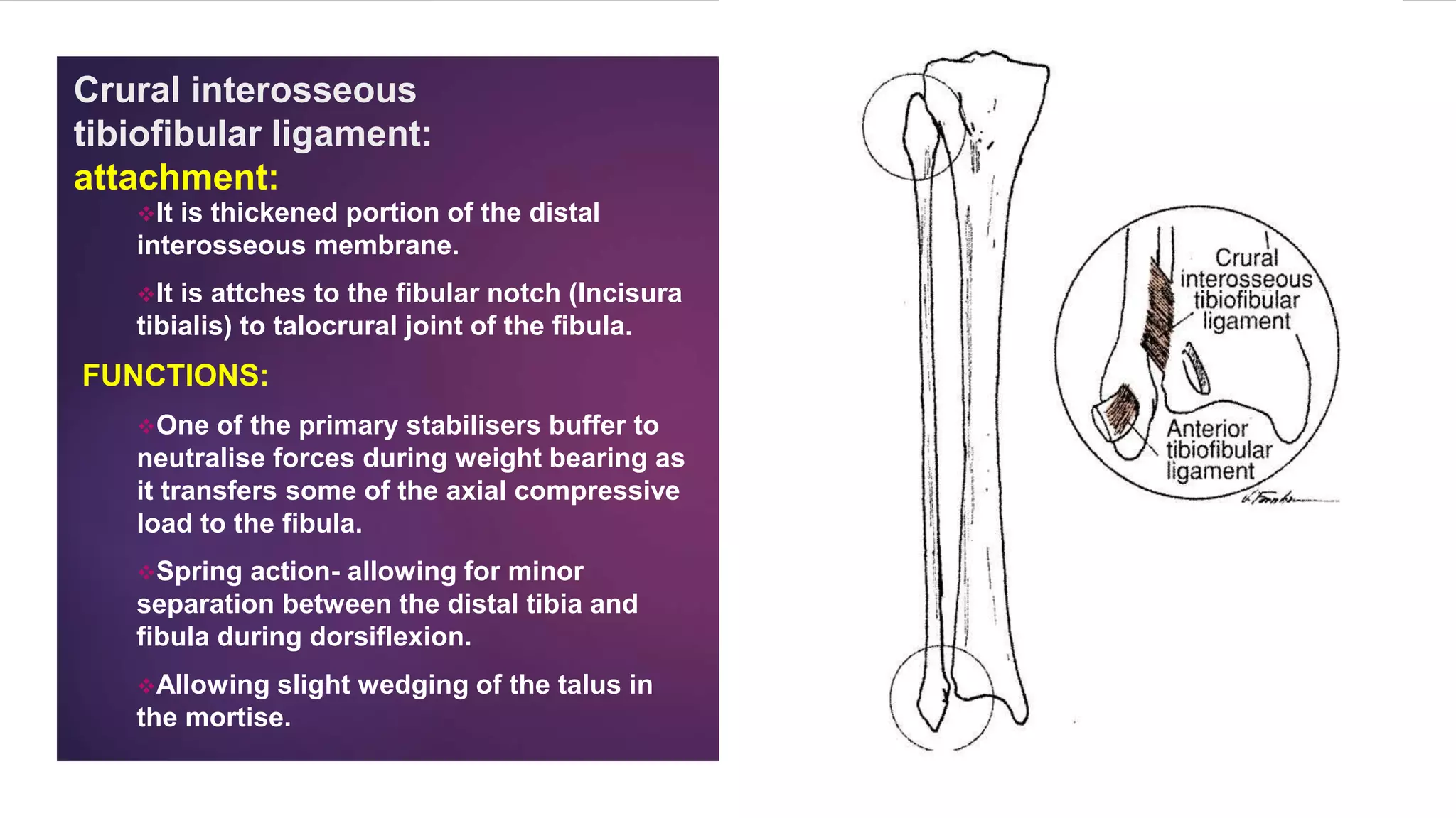 Ligaments of ankle joint (Ankle complex) | PPTX