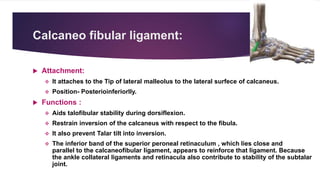 Ligaments of ankle joint (Ankle complex) | PPTX