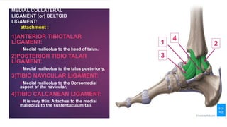 Lateral Collateral Ligament Ankle