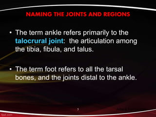 Ankle & foot Complex.session 1 | PPT