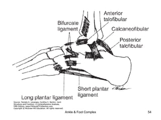 Bifurcate Ligament