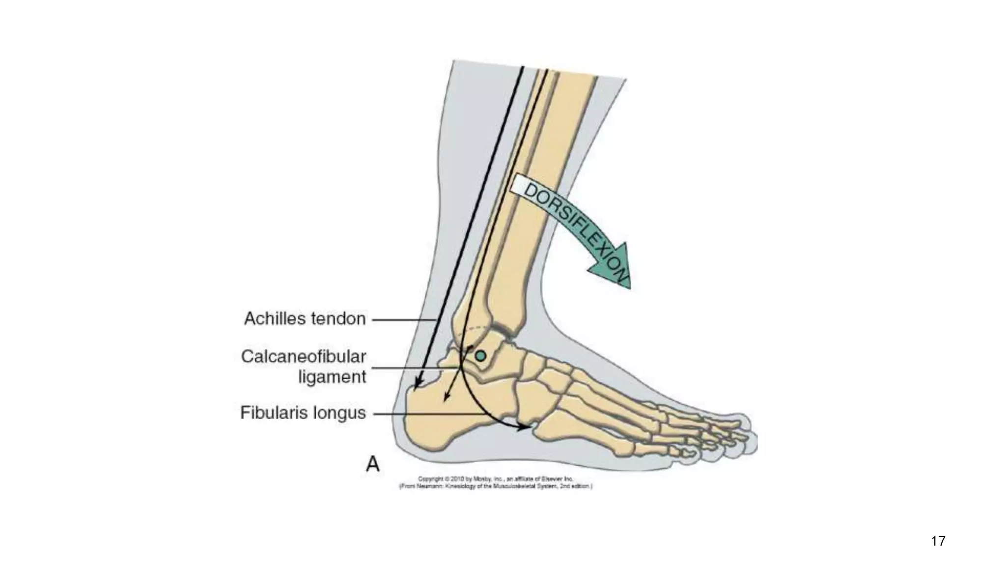Ankle & foot Complex.session.3 | PPT