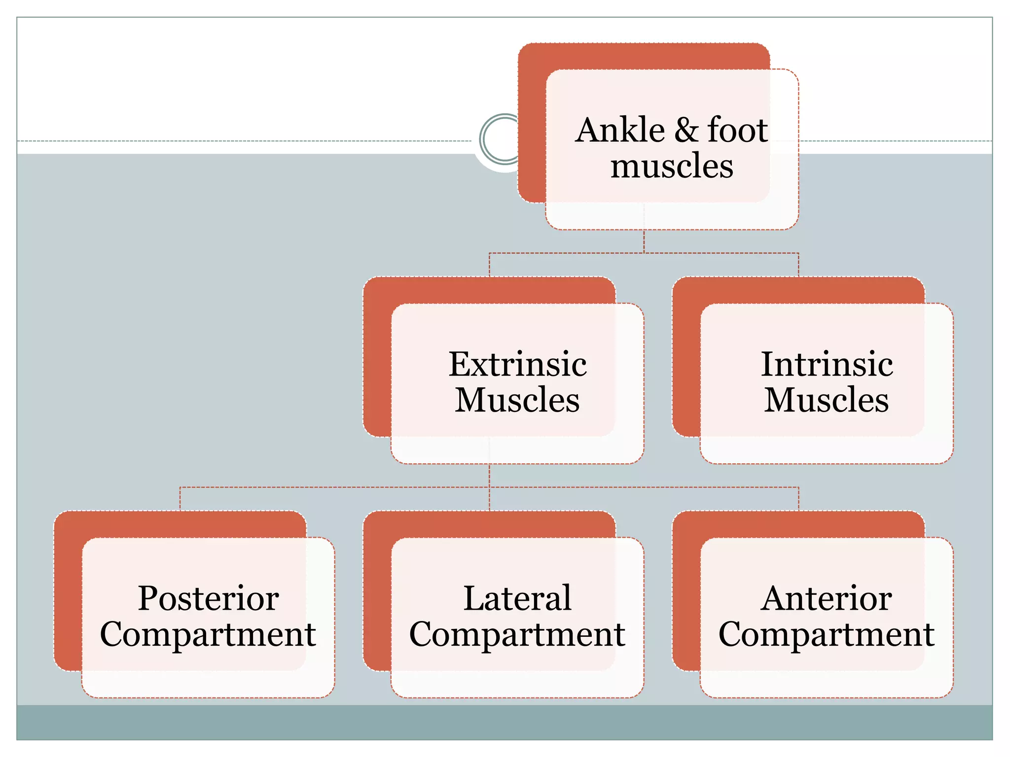 Ankle & foot biomechanics | PPTX