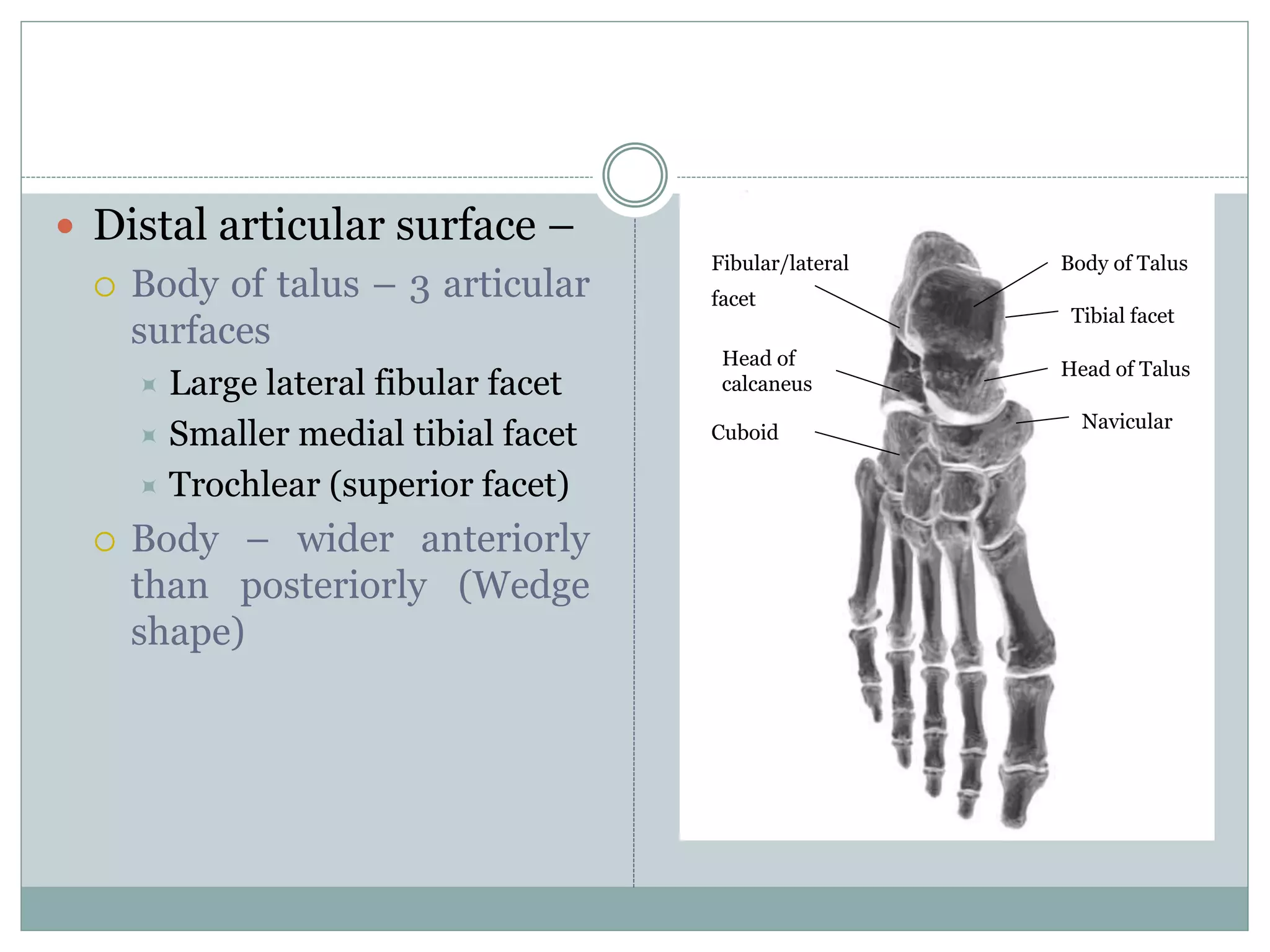 Ankle & foot biomechanics | PPTX