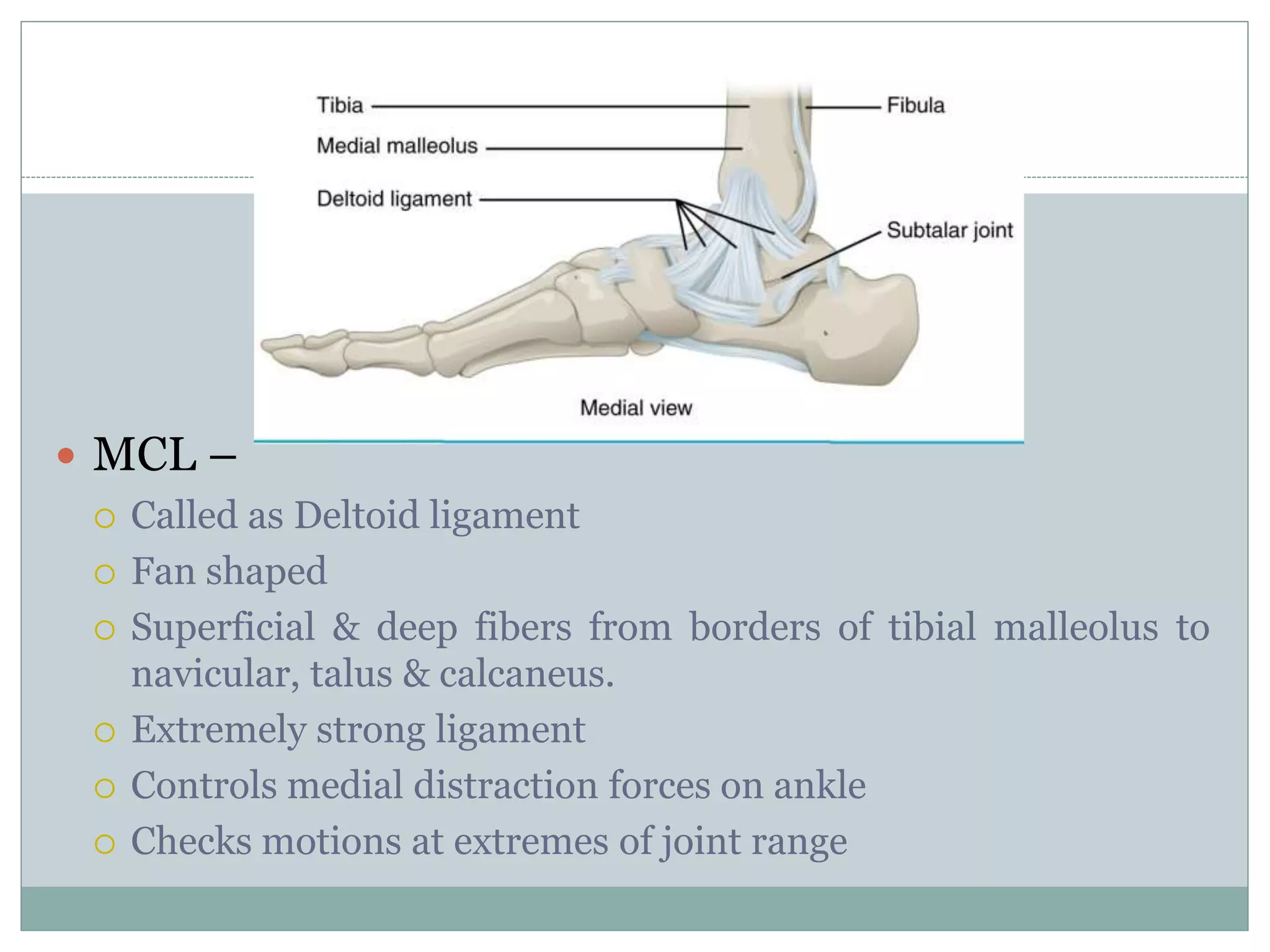 Ankle & foot biomechanics | PPTX