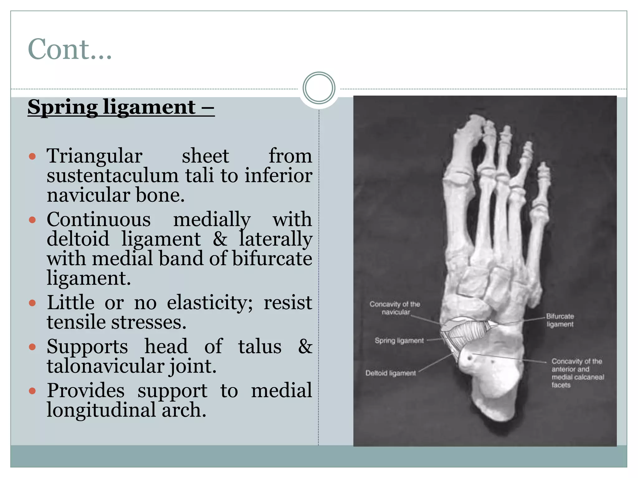 Ankle & foot biomechanics | PPTX