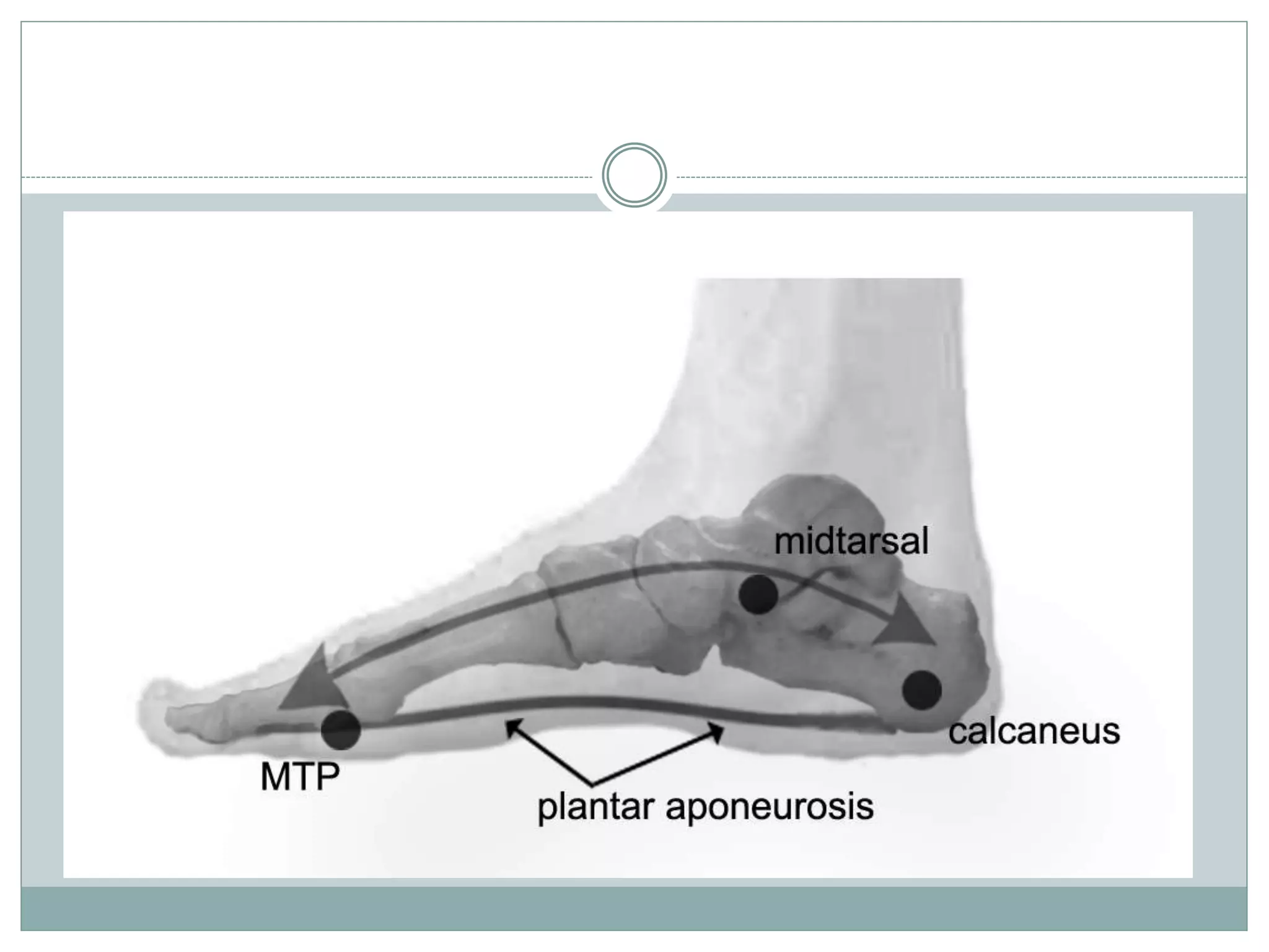 Ankle & foot biomechanics | PPTX