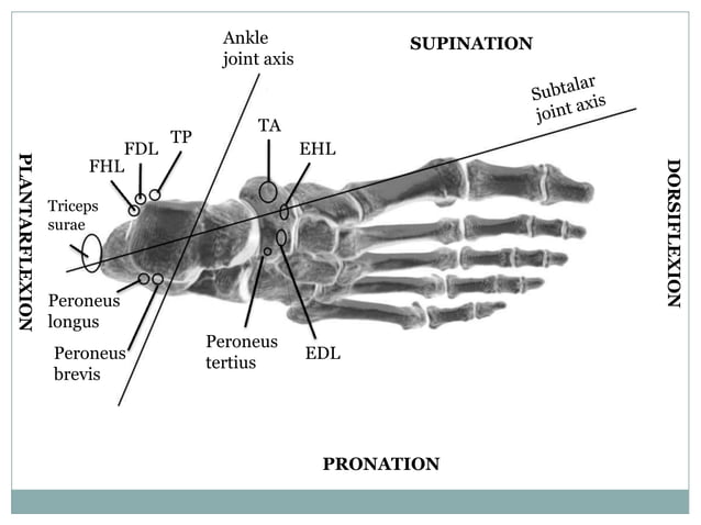 Ankle & foot biomechanics | PPTX