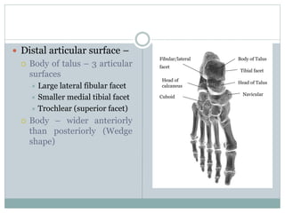 Ankle & foot biomechanics | PPTX