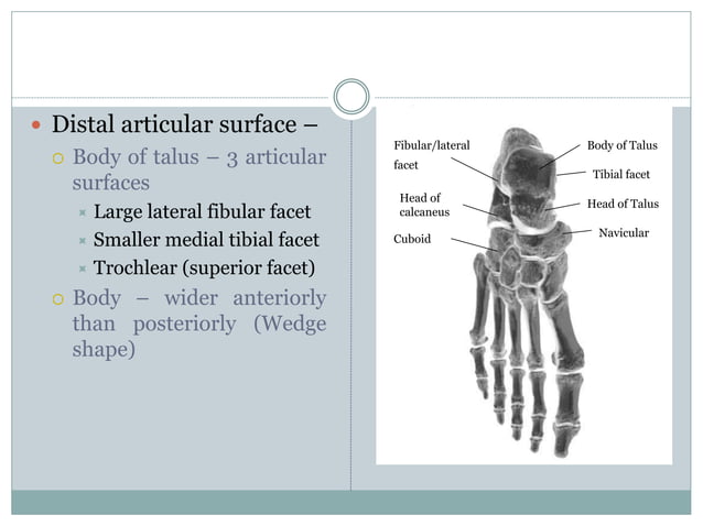 Ankle & foot biomechanics | PPTX