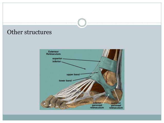 Ankle & foot biomechanics | PPTX
