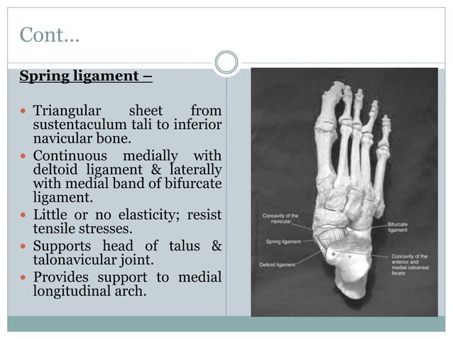 Ankle & foot biomechanics | PPTX