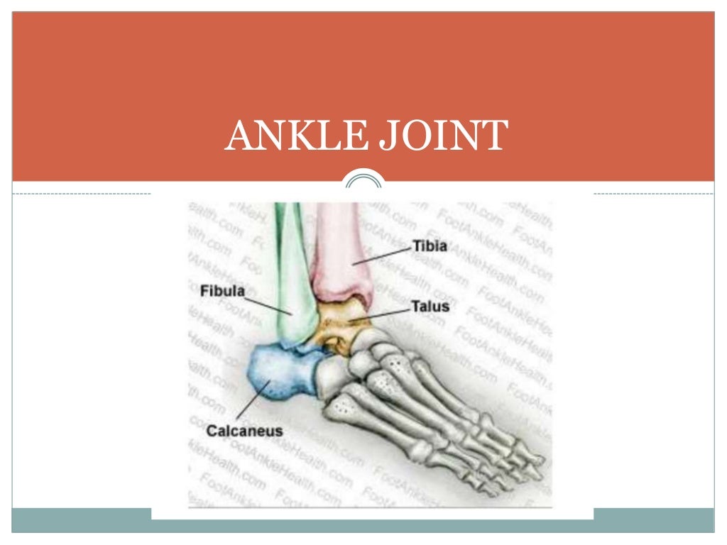 Ankle & foot biomechanics