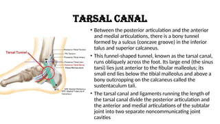 THE BIOMECHANICS & KINESIOLOGY OF THE ANKLE & FOOT COMPLEX.pptx
