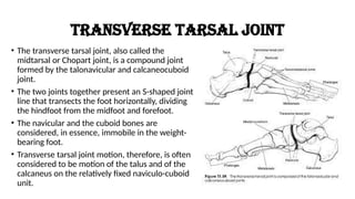 THE BIOMECHANICS & KINESIOLOGY OF THE ANKLE & FOOT COMPLEX.pptx