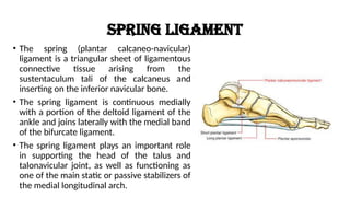 THE BIOMECHANICS & KINESIOLOGY OF THE ANKLE & FOOT COMPLEX.pptx