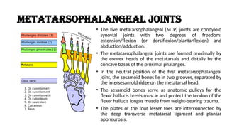 THE BIOMECHANICS & KINESIOLOGY OF THE ANKLE & FOOT COMPLEX.pptx
