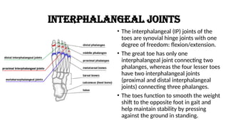 THE BIOMECHANICS & KINESIOLOGY OF THE ANKLE & FOOT COMPLEX.pptx