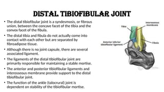 THE BIOMECHANICS & KINESIOLOGY OF THE ANKLE & FOOT COMPLEX.pptx