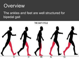 Ankle &foot pain | PPTX