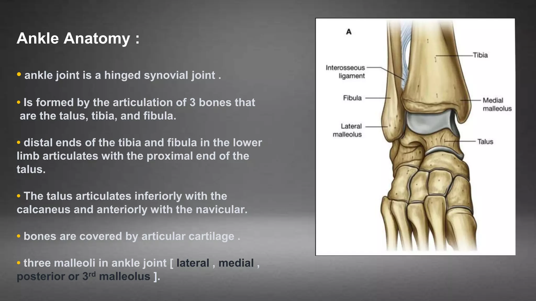 ankle fracture F2.pptx