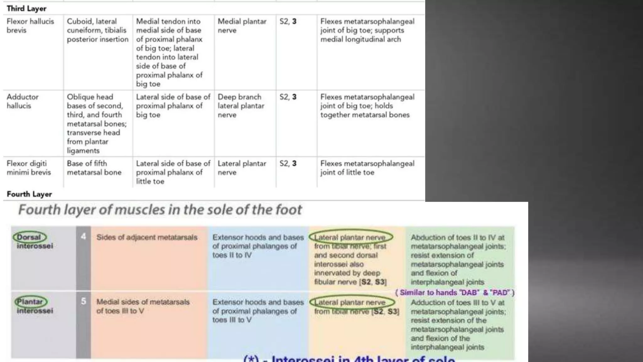 ankle fracture F2.pptx