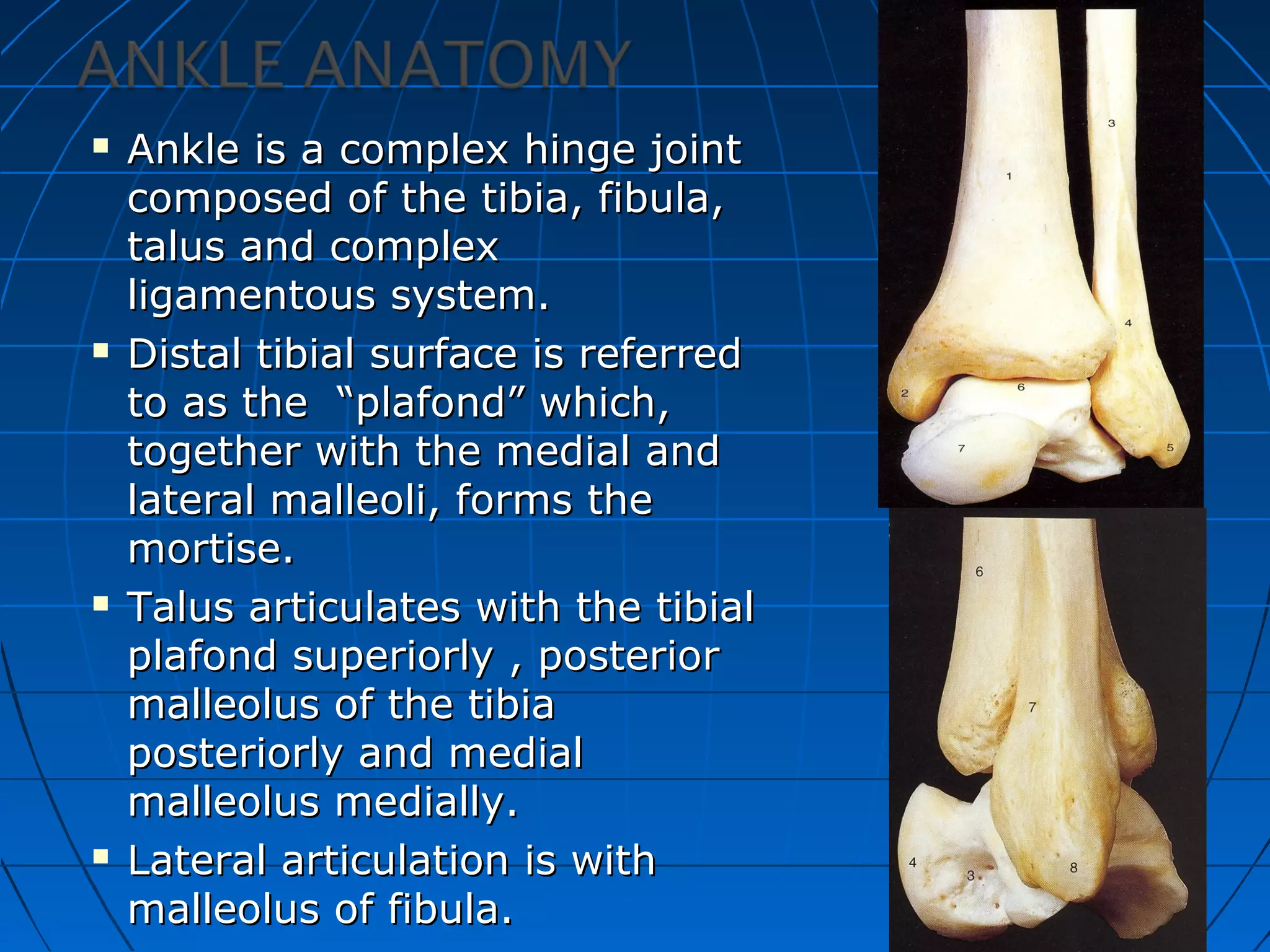 Ankle fractures | PPT