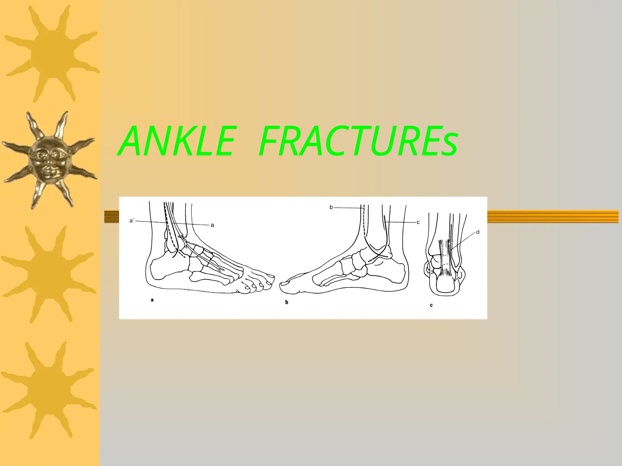 ANKLE FRACTURES, Anatomi, Stability, Main Ligamentous system | PPT