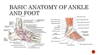 Ankle injuries in Sports Physiotherapy.pptx