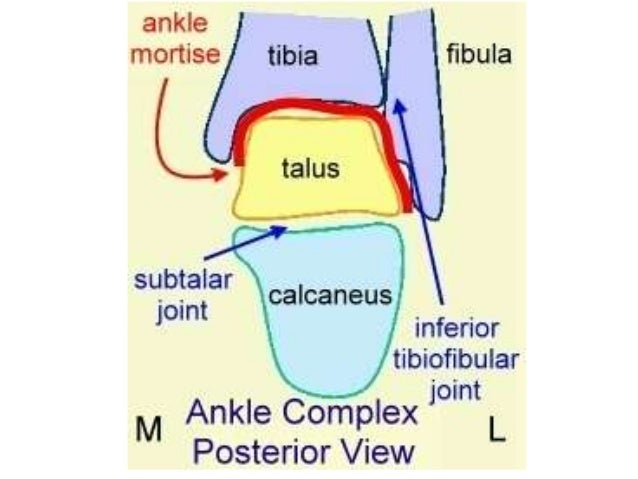 Ankle joint
