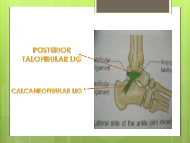 Ankle joint | PPT