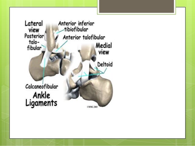 Ankle joint