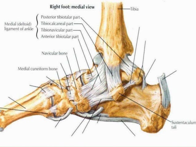 Ankle joint