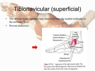 Ankle joint | PPTX