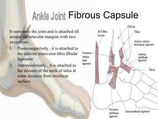 Ankle joint | PPT