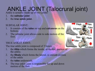 True Ankle Joint