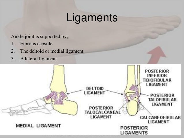 Ankle joint