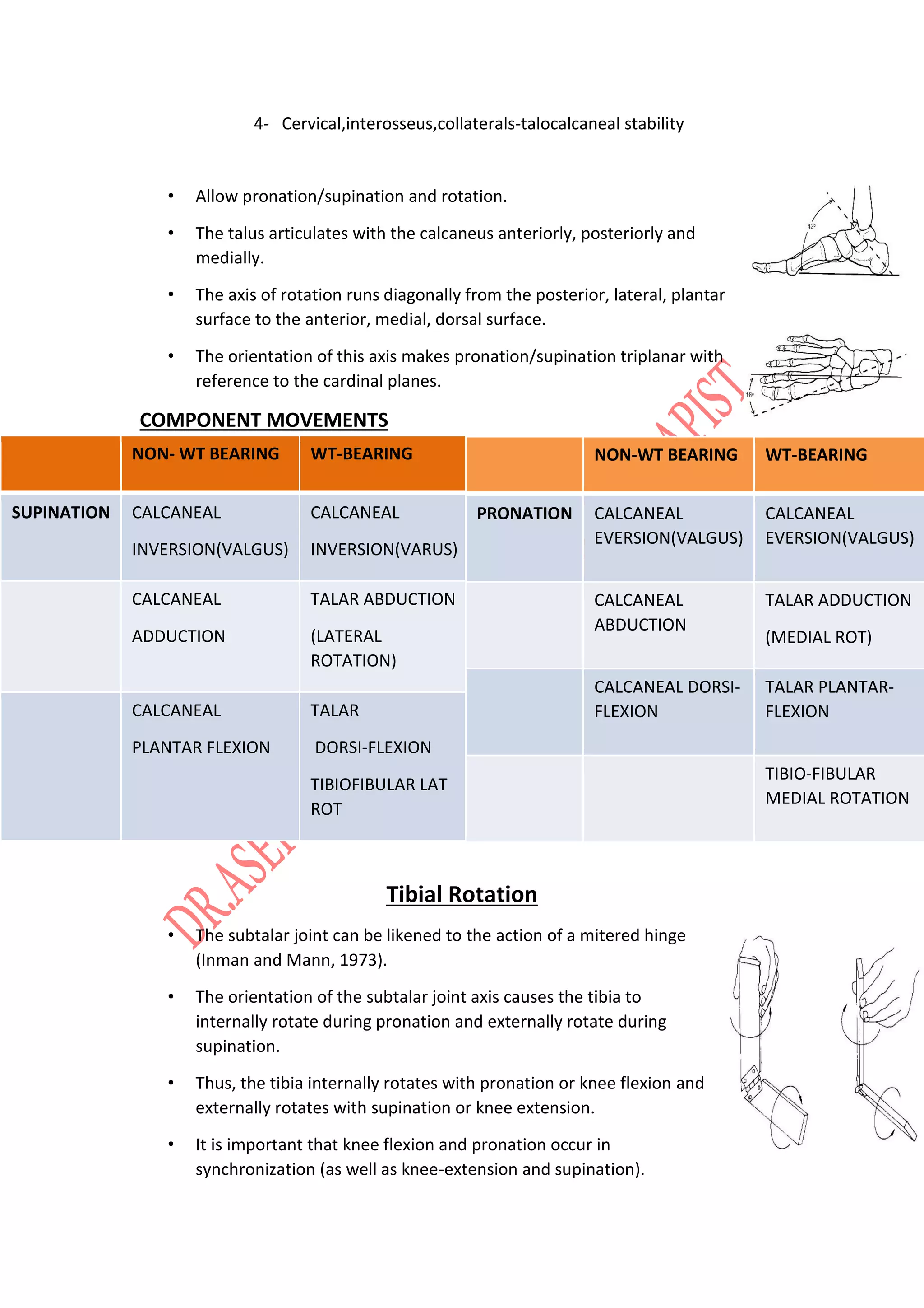 Ankle joint | PDF