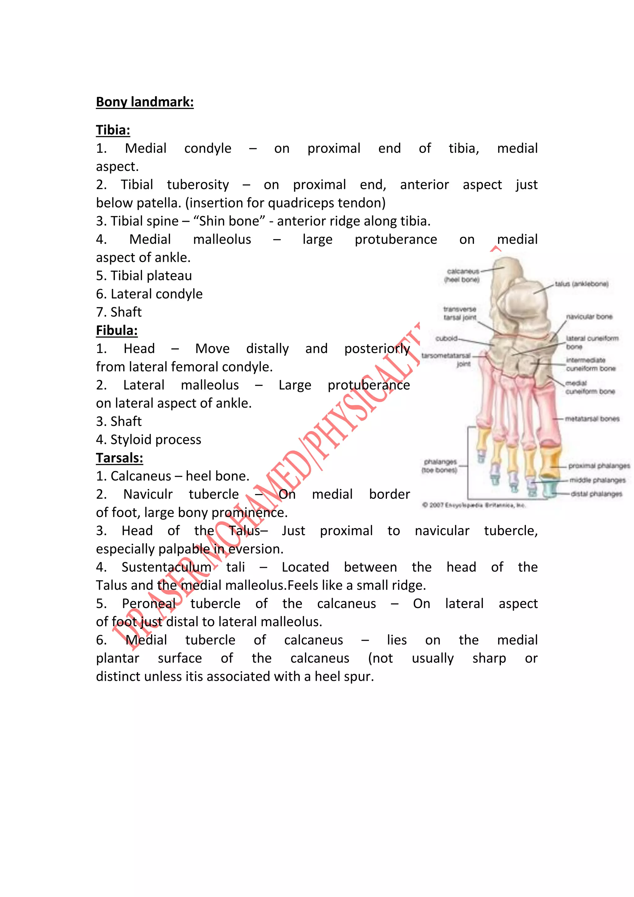 Ankle joint | PDF