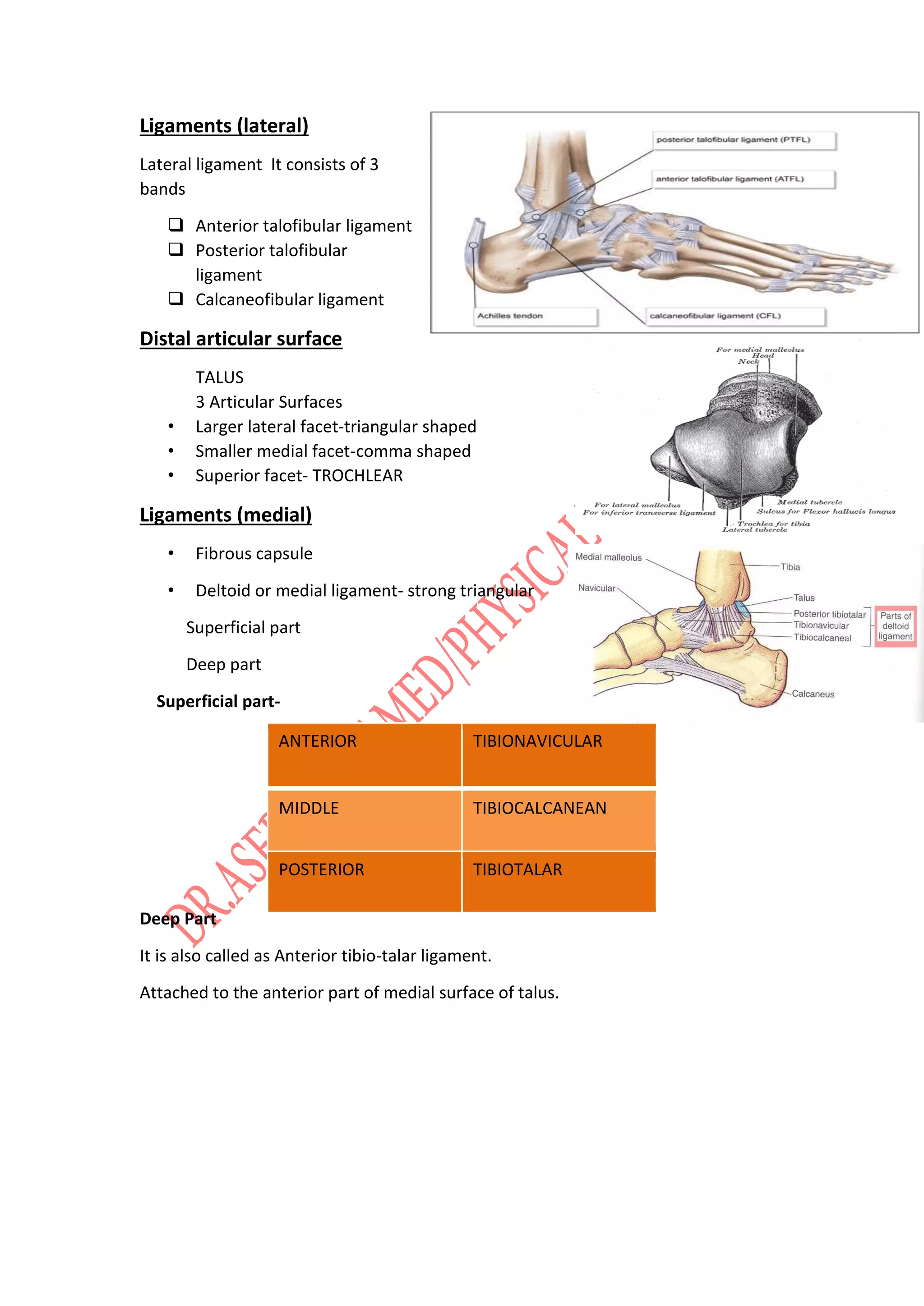 Ankle joint | PDF