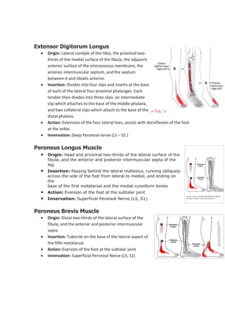 Ankle joint | PDF