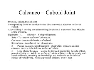 Ankle joint | PPT